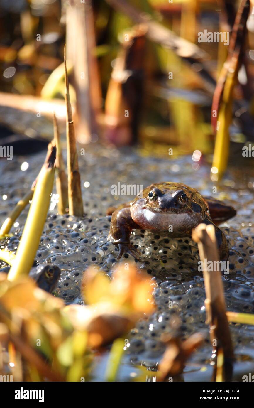 Adult frog with young hi-res stock photography and images - Alamy