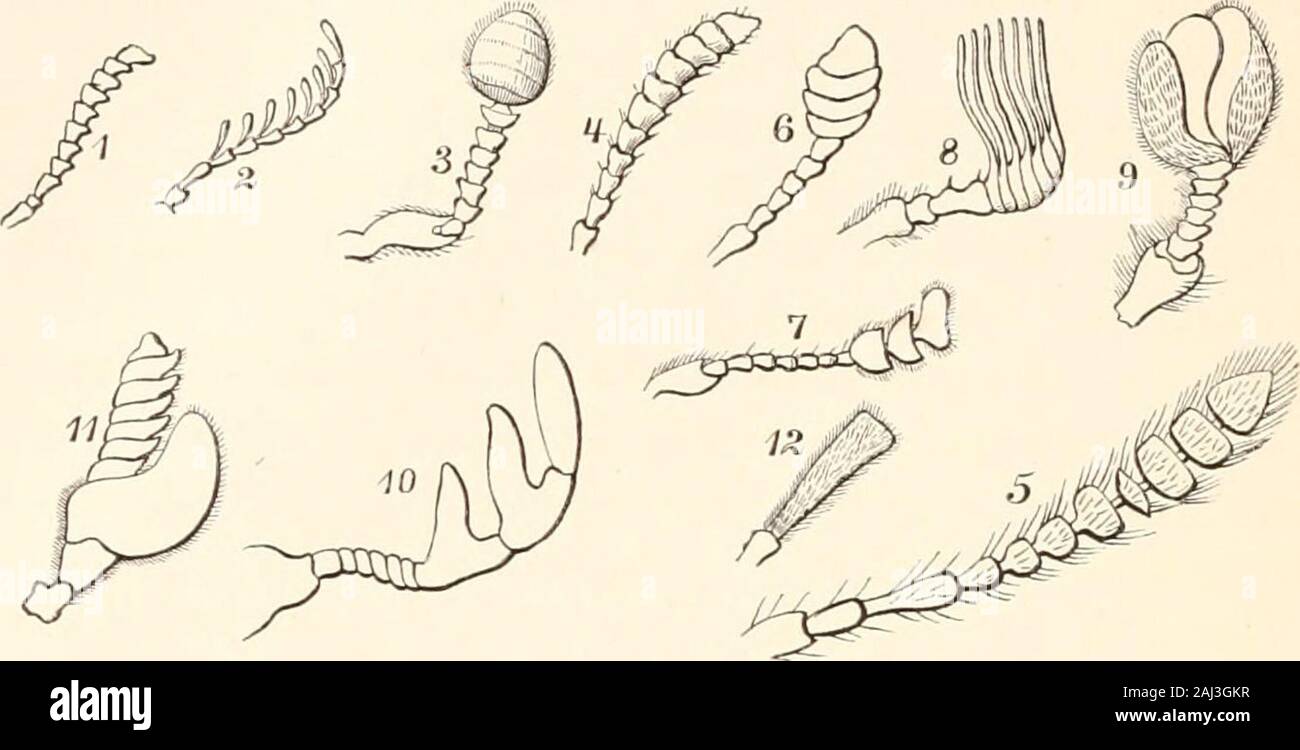 Necrophorus americanus hi-res stock photography and images - Alamy