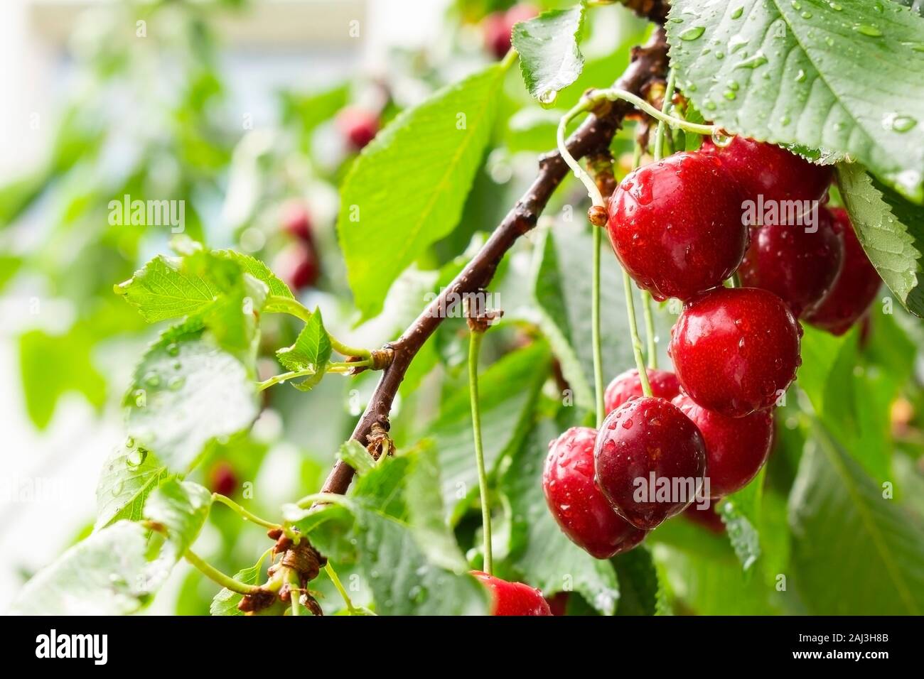 Wet cherry close up on the tree branch, after rain. Fruits with water ...