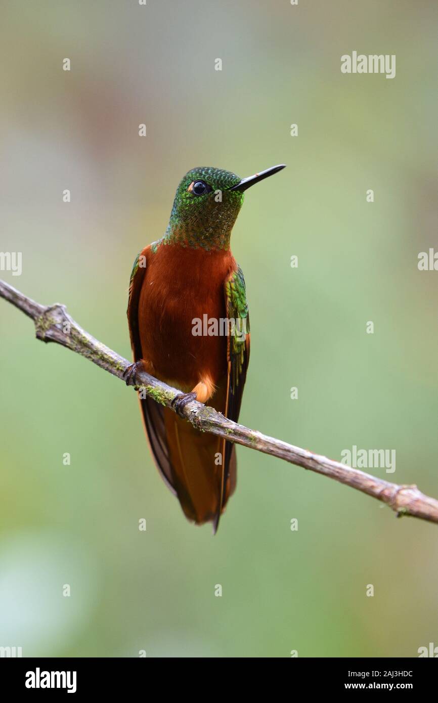 A Chestnut Breasted Coronet hummingbird in Peruvian cloudforest Stock ...