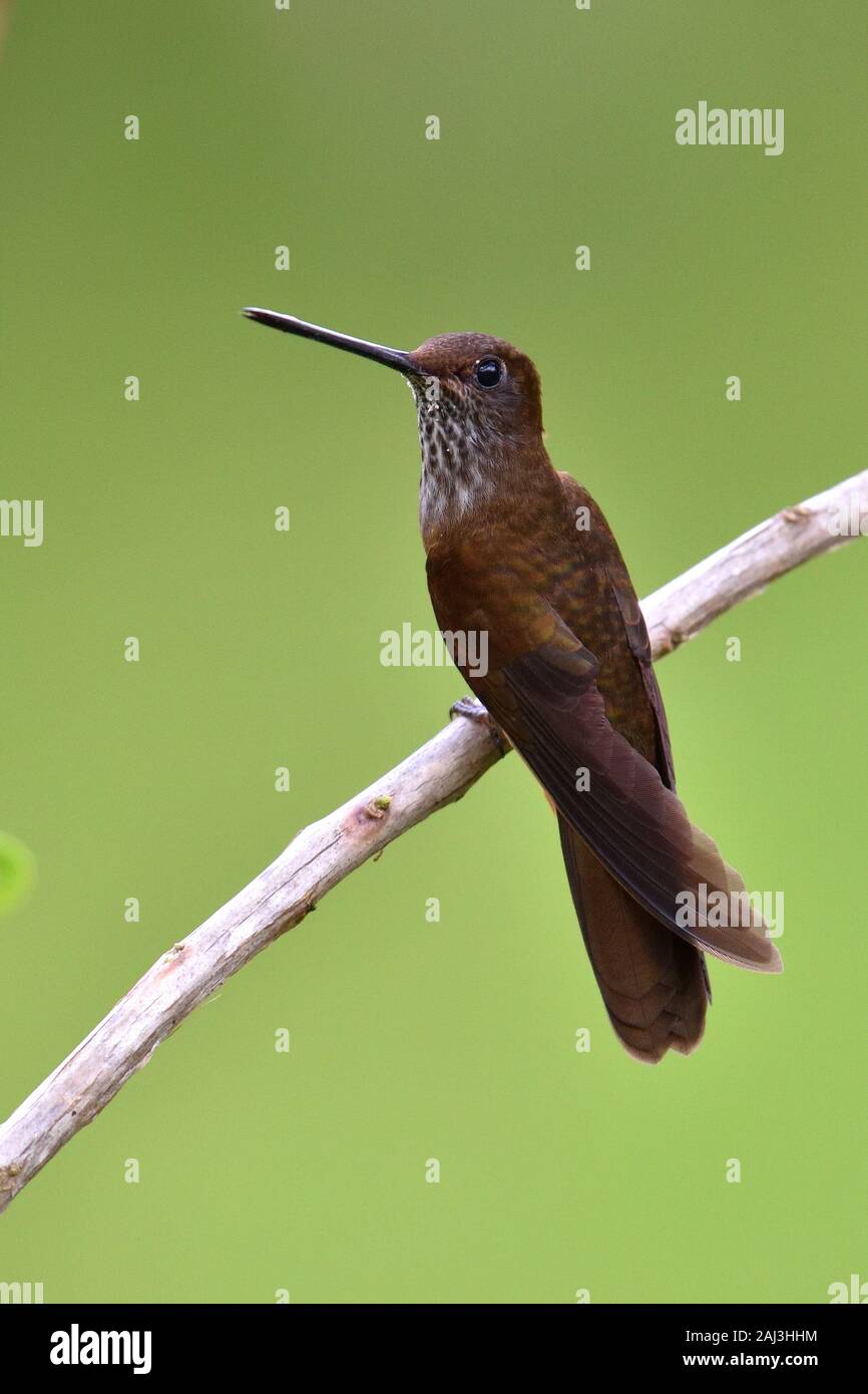 Bronzy Inca hummingbird Stock Photo - Alamy