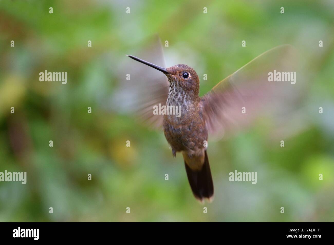 Endangered hummingbirds hi-res stock photography and images - Alamy