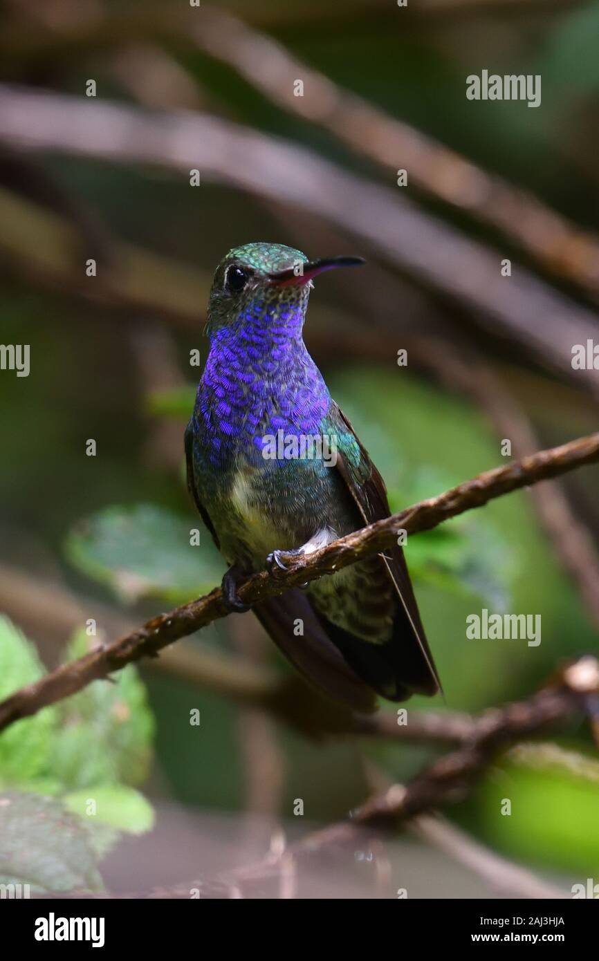 A Sapphire-spangled Emerald hummingbird in Peruvian rain forest Stock ...