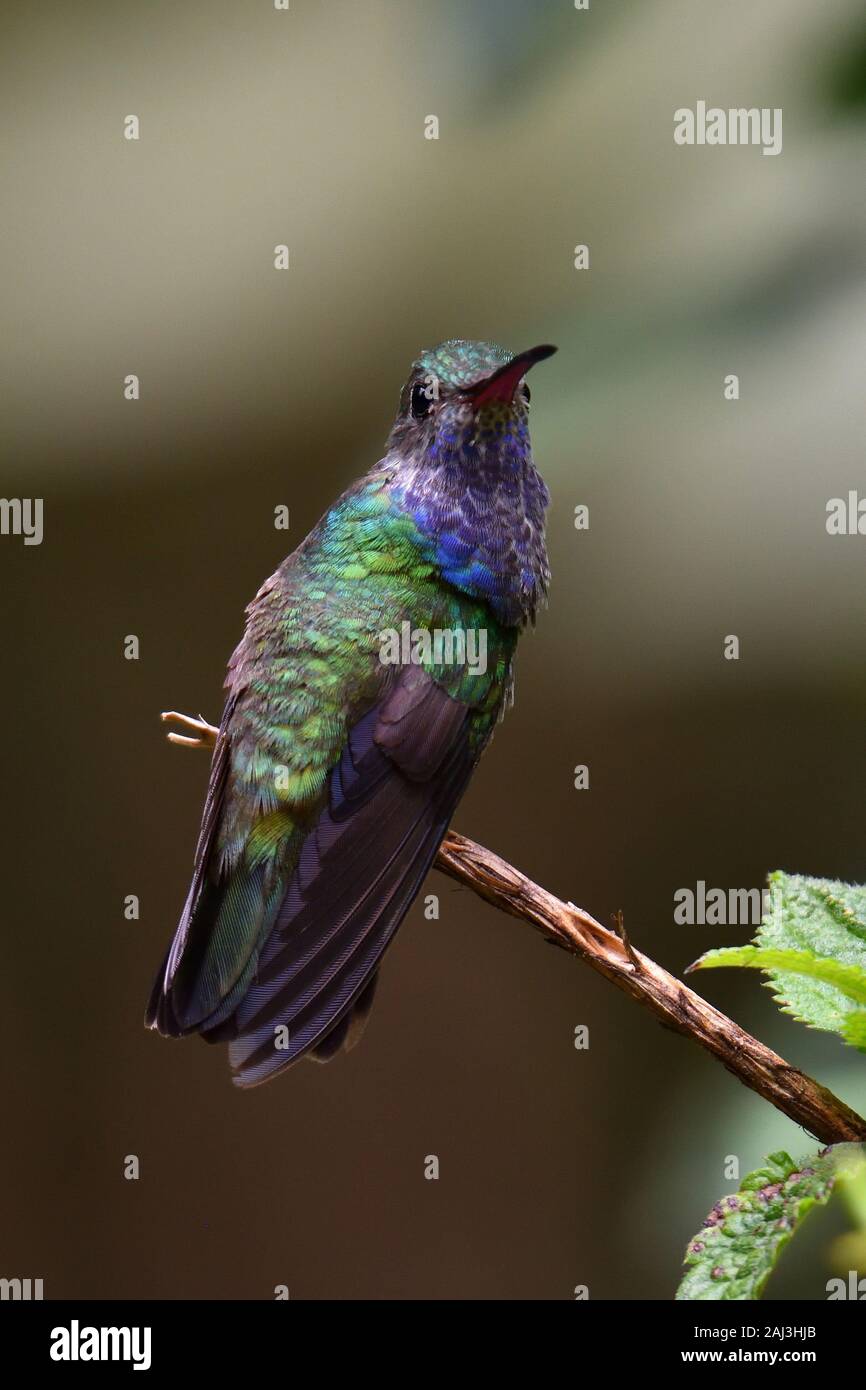 A Sapphire-spangled Emerald hummingbird in Peruvian rain forest Stock ...