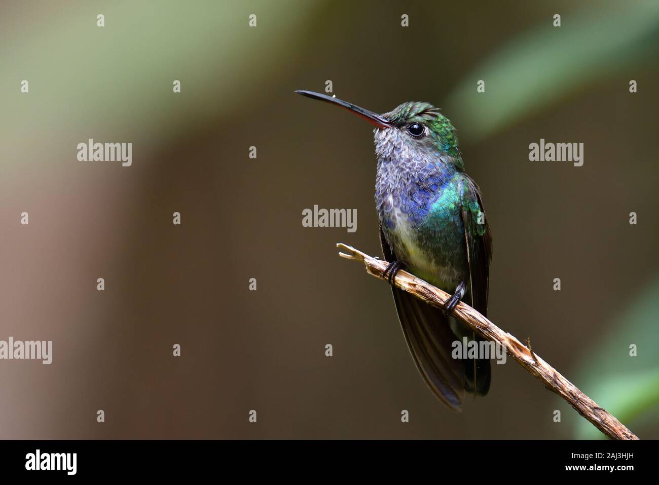 A Sapphire-spangled Emerald hummingbird in Peruvian rain forest Stock ...
