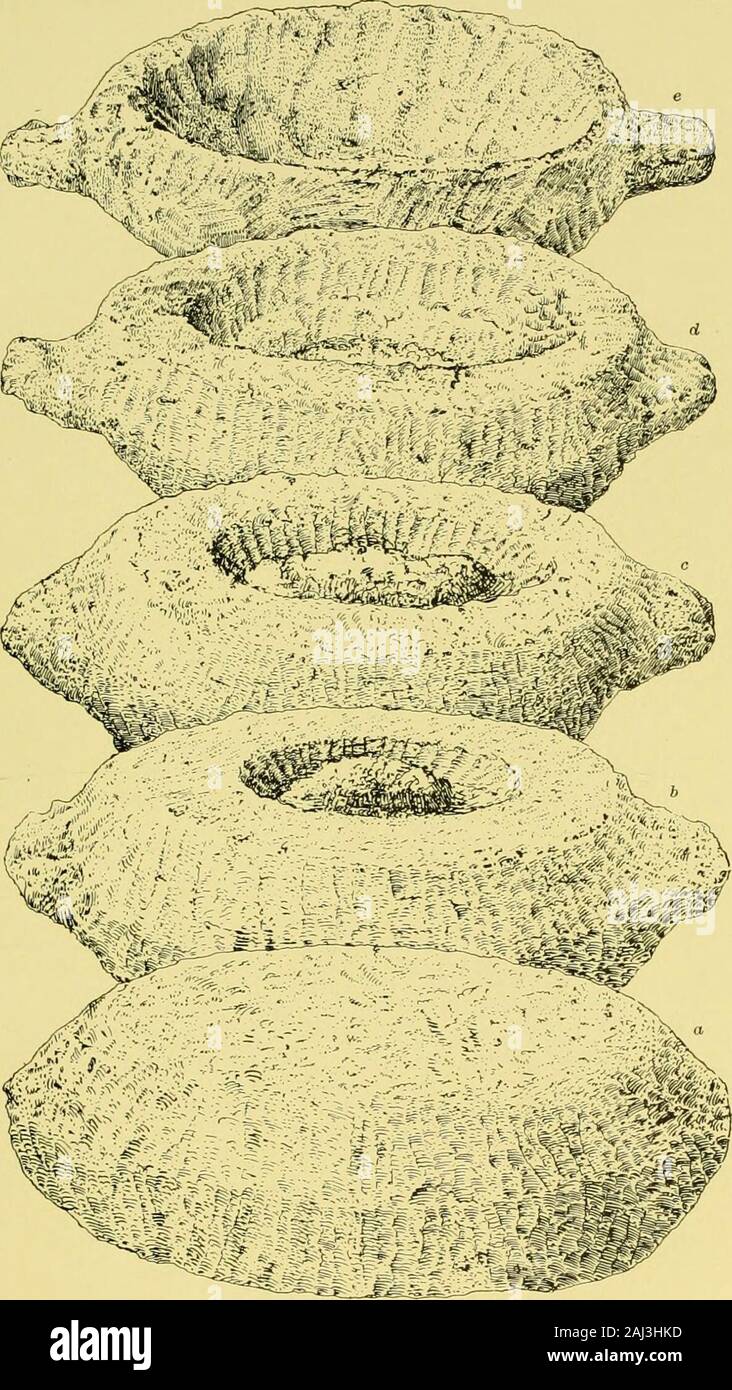 Ovoid forms hi-res stock photography and images - Alamy