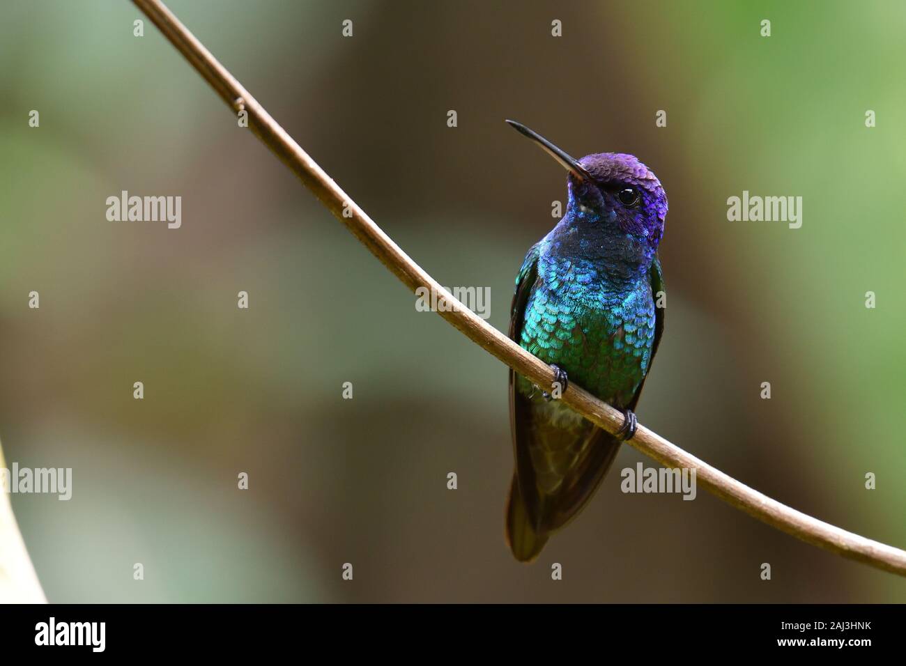 A Golden-tailed Sapphire in Amazon rainforest Stock Photo - Alamy