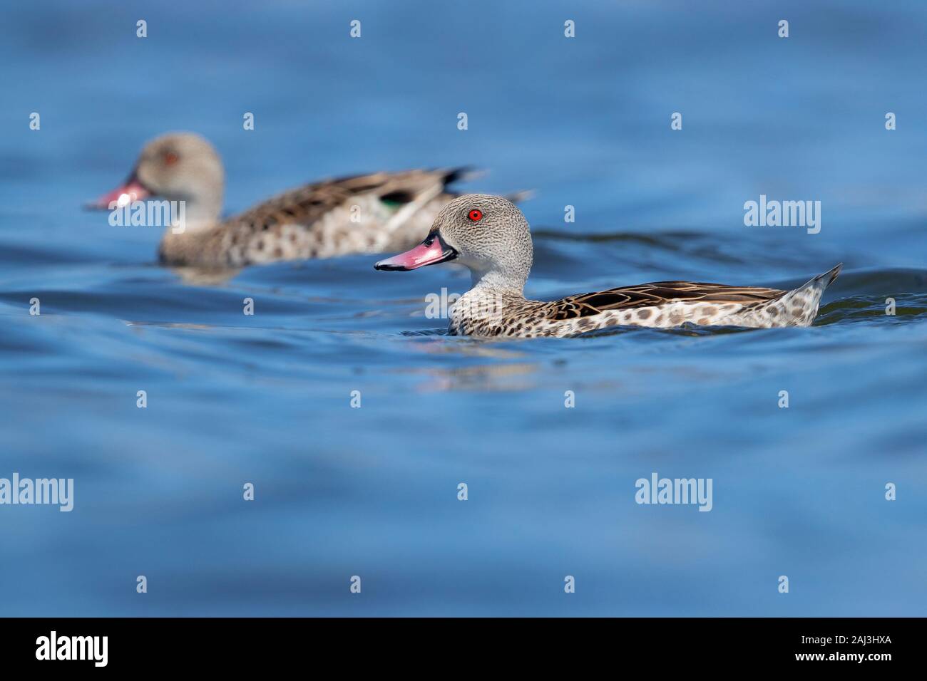 Cape Teal (Anas capensis), side view of an adult male swimming in the ...