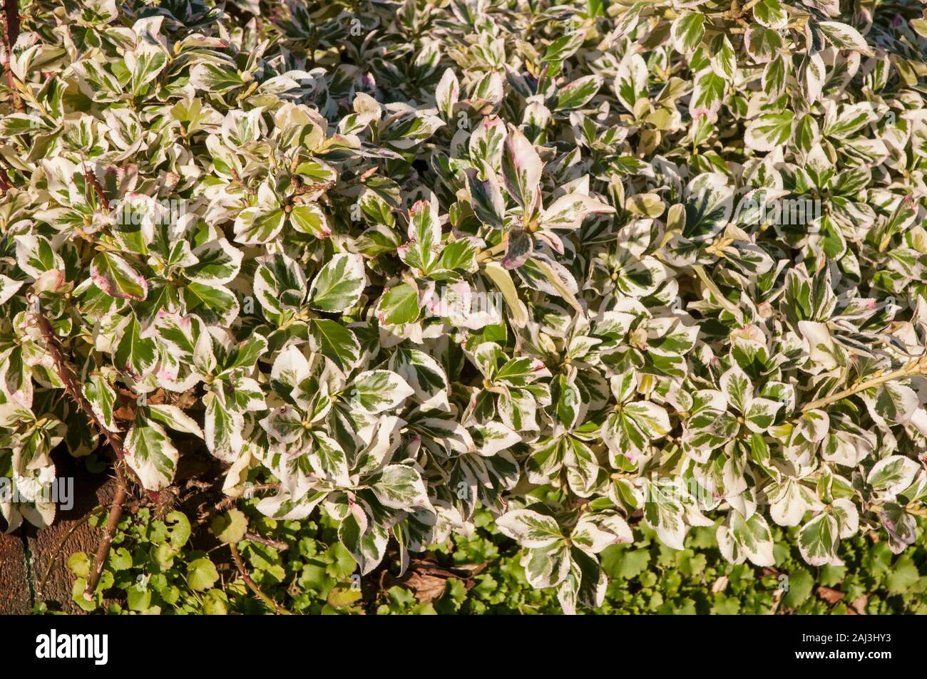 Euonymus or Spindle tree Silver Queen being used to create a formal ...