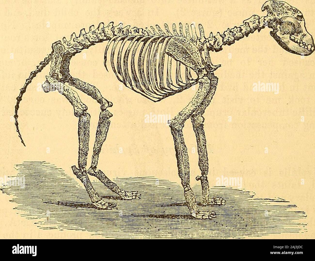 Chancre hi-res stock photography and images - Alamy