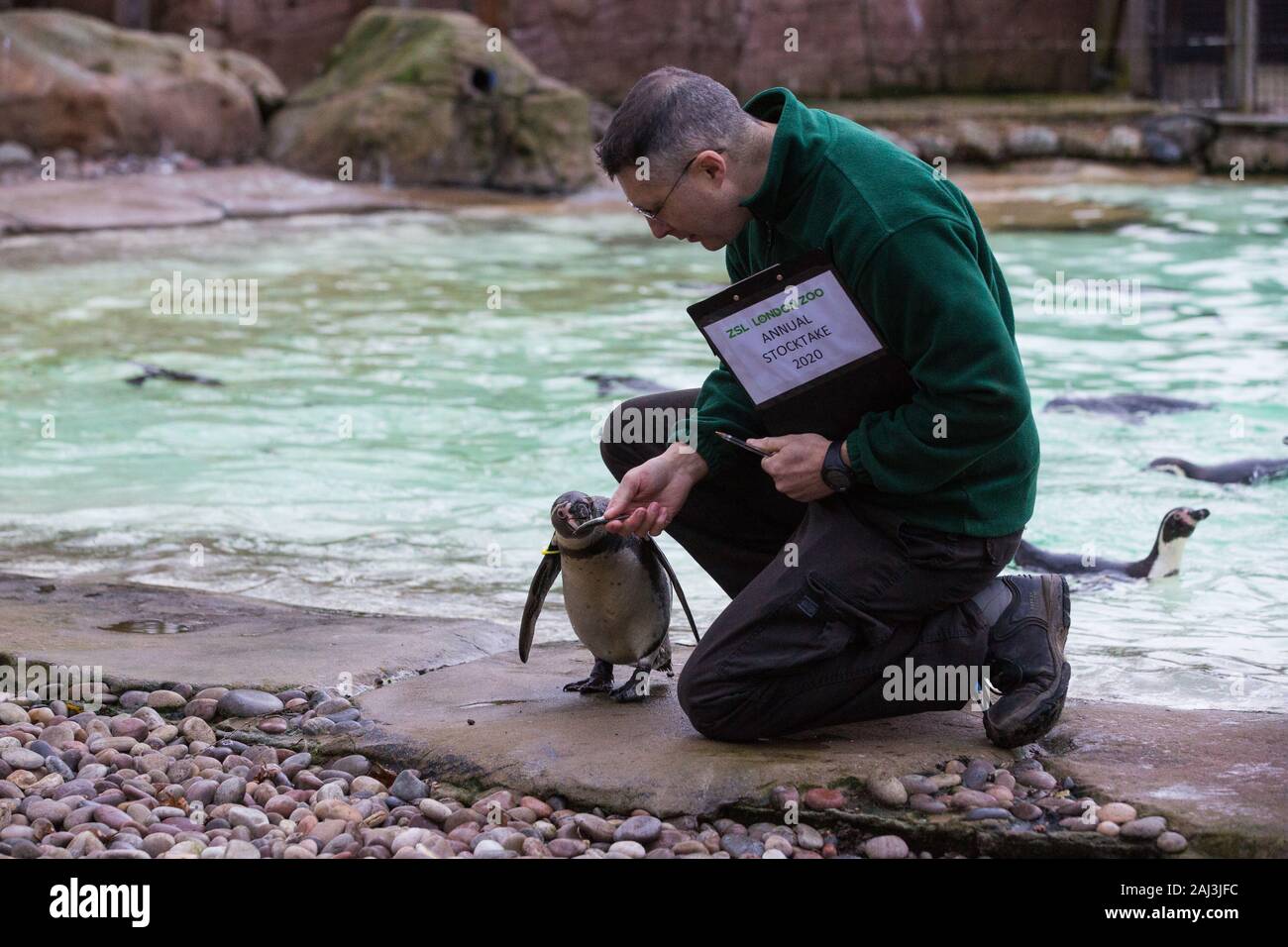 London, UK. 2 January, 2020. A zookeeper counts Humboldt penguins ...