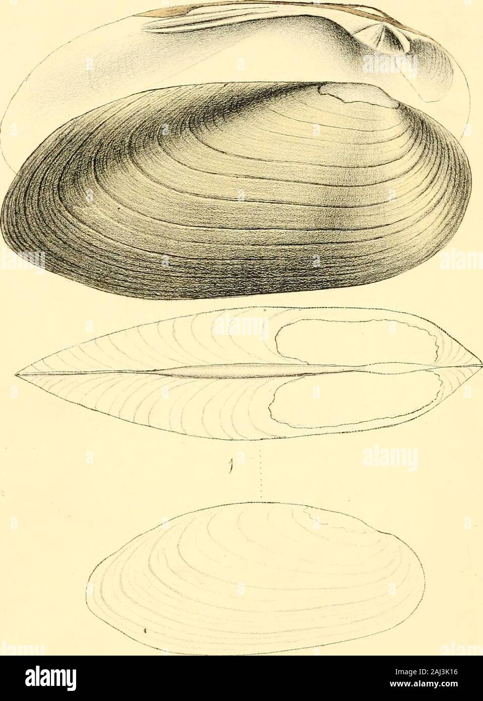 Lamarck shells hi-res stock photography and images - Alamy