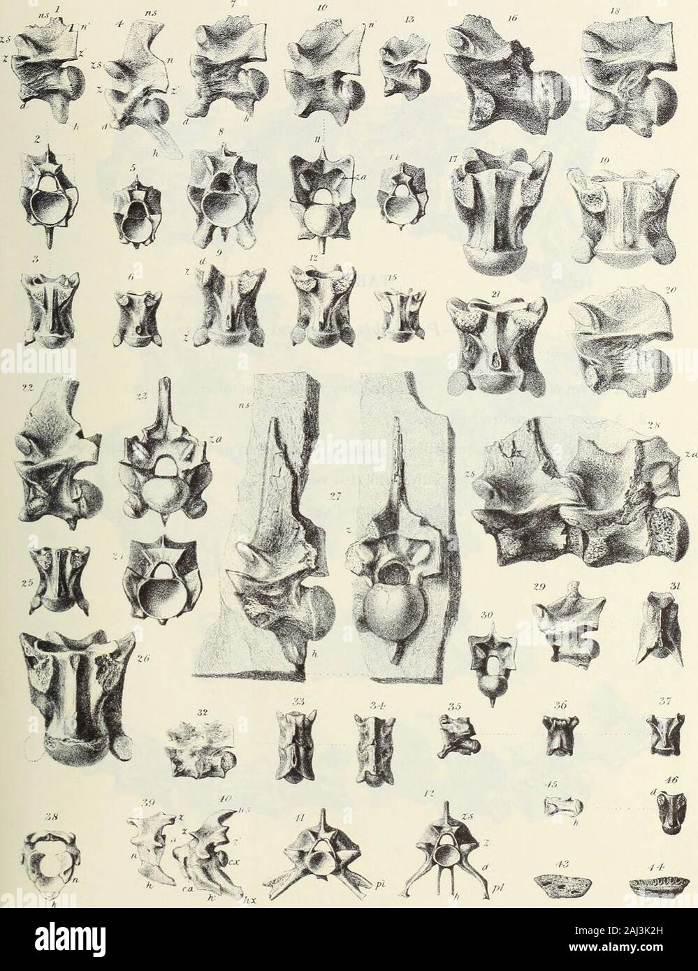Monograph of the Palaeontographical Society . .2G. A large vertebra of ...