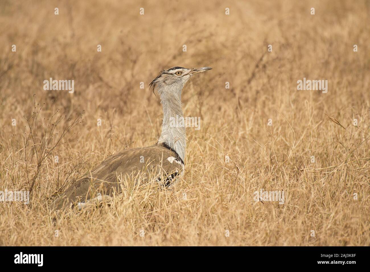 Kori bustard, Ardeotis kori, Otididae, Ngorongoro Conservation Area ...
