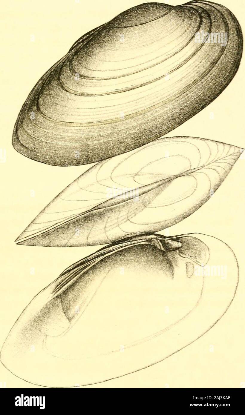 Monography of the family Unionidæ : or, Naiades of Lamarck (fresh water ...