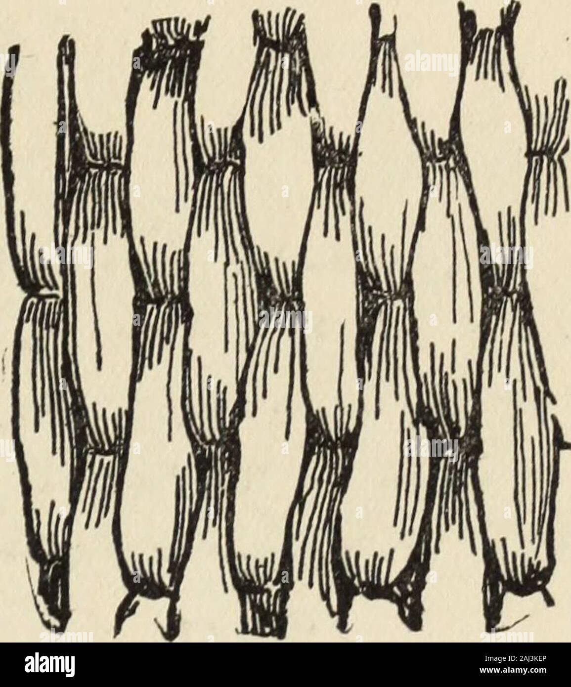 How to make baskets . 1 COILED BASKETS SOME INDIAN STITCHES 177. Fig ...