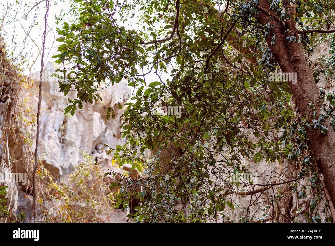 The pattern of leaves on a tree growing outside a cave ecosystem, the ...