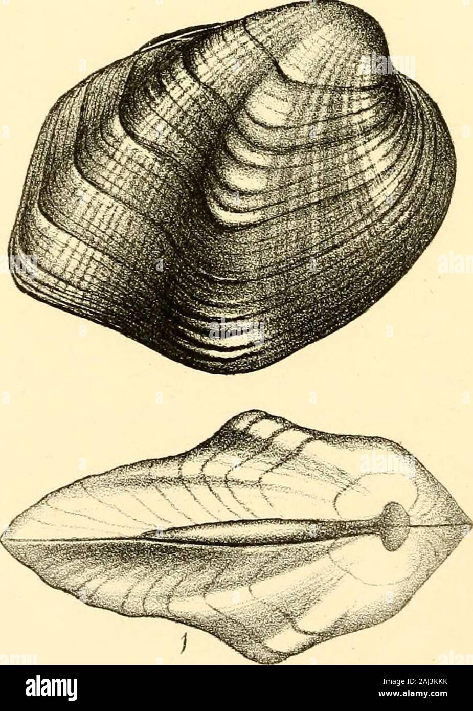 Affinity v hi-res stock photography and images - Alamy