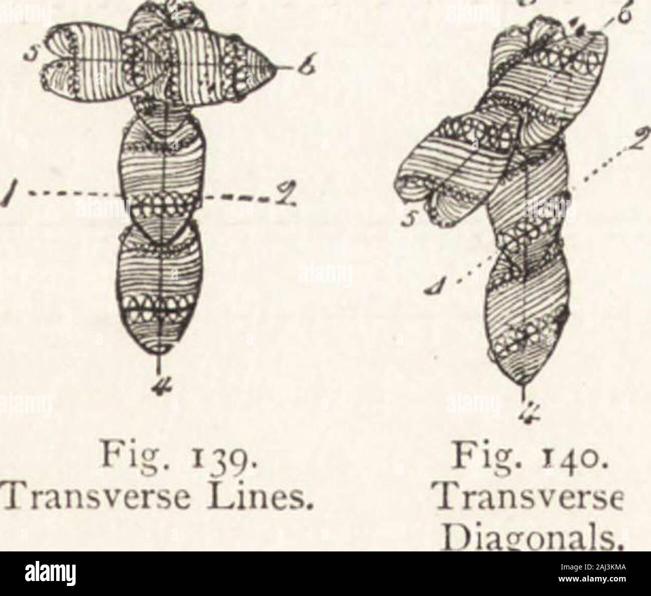 Transverse magnet hi-res stock photography and images - Alamy