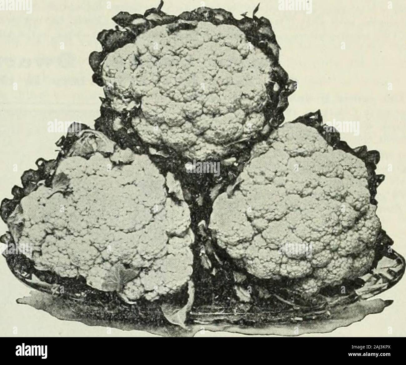 Vick's garden and floral guide . VARIETIES OF CABBAGE.Large Late ...