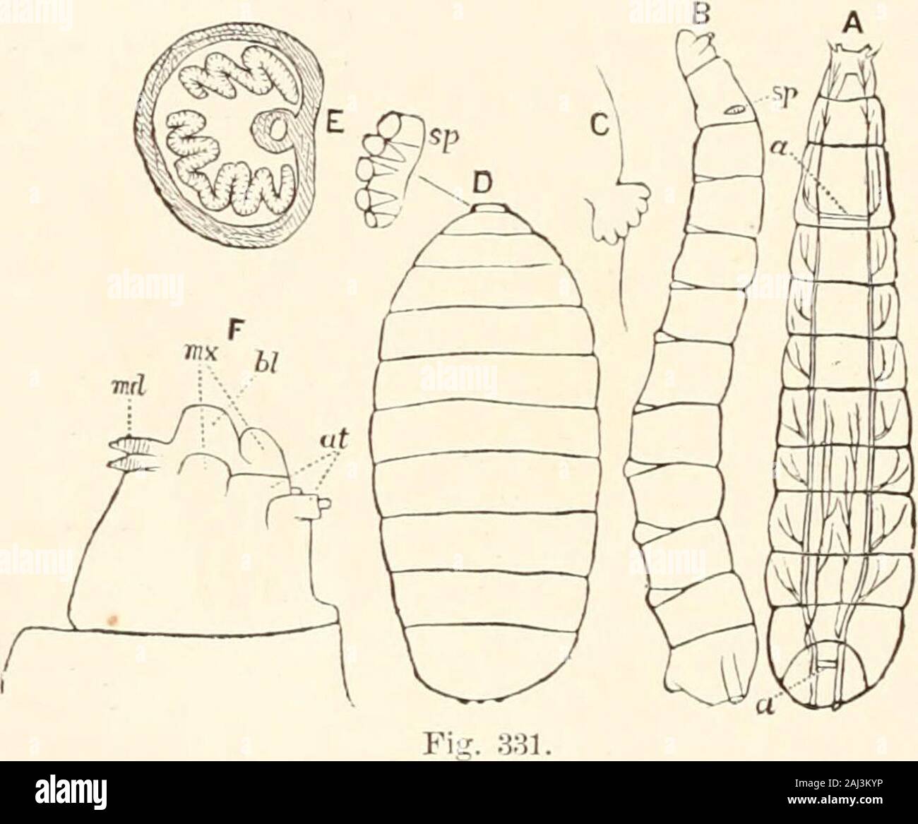 Guide to the study of insects, and a treatise on those injurious and ...