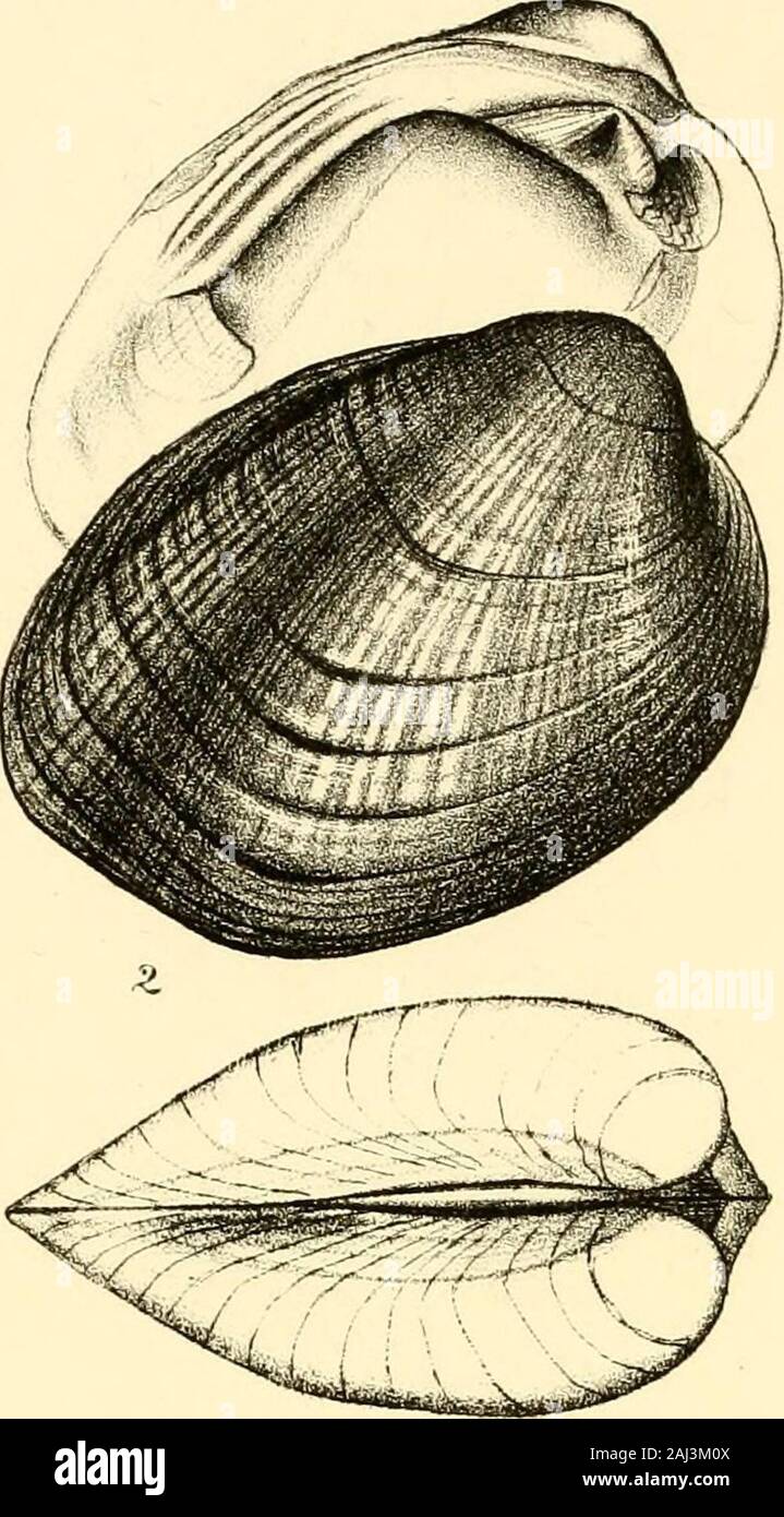 Unio bivalve hi-res stock photography and images - Alamy