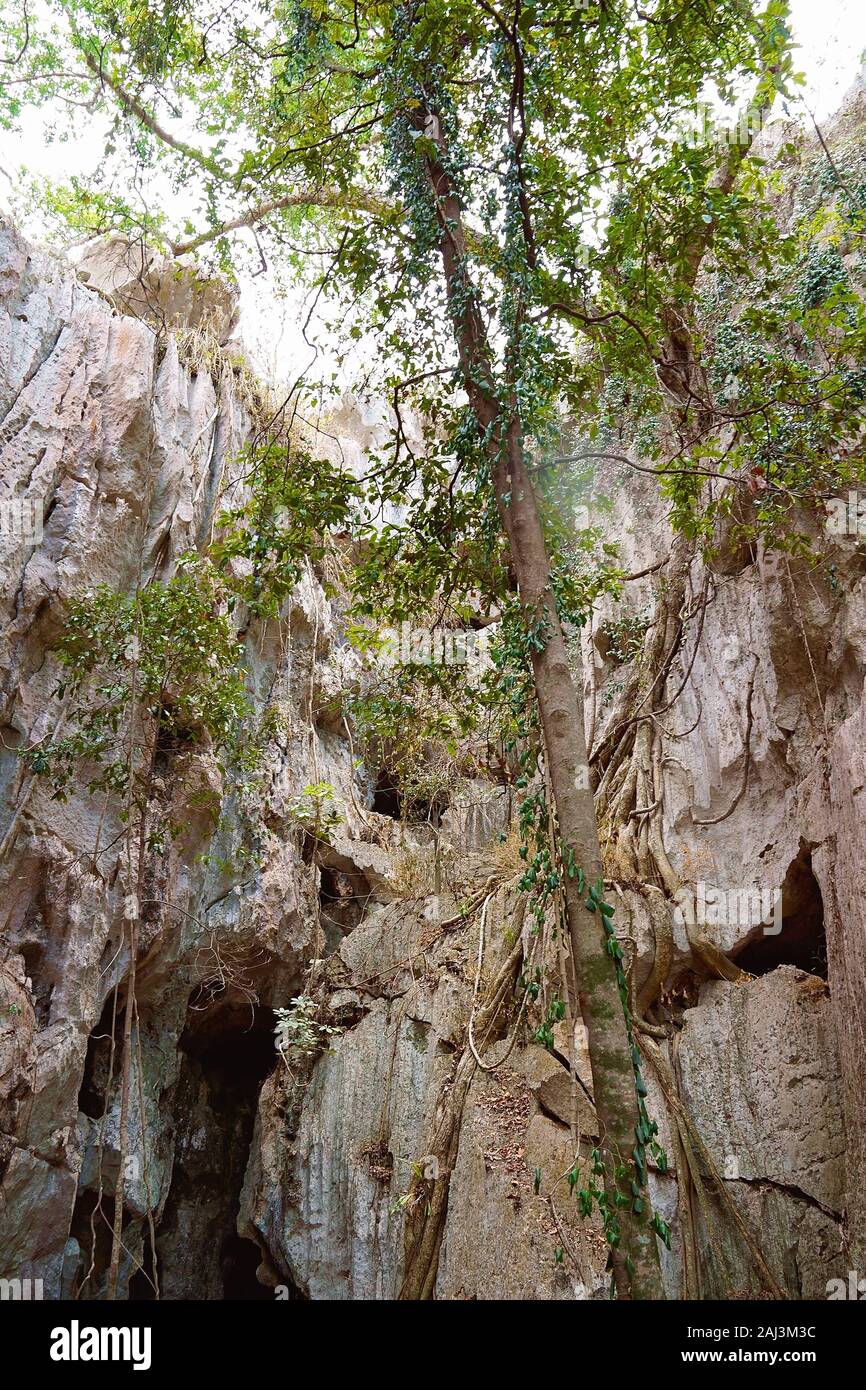 Trees growing outside a cave ecosystem, the outside of which can be ...