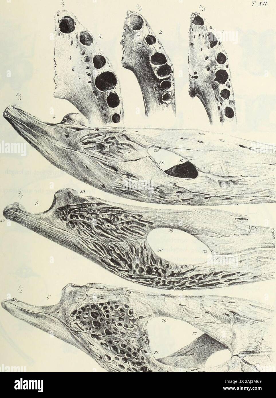 Crocodilus gavial hi-res stock photography and images - Alamy