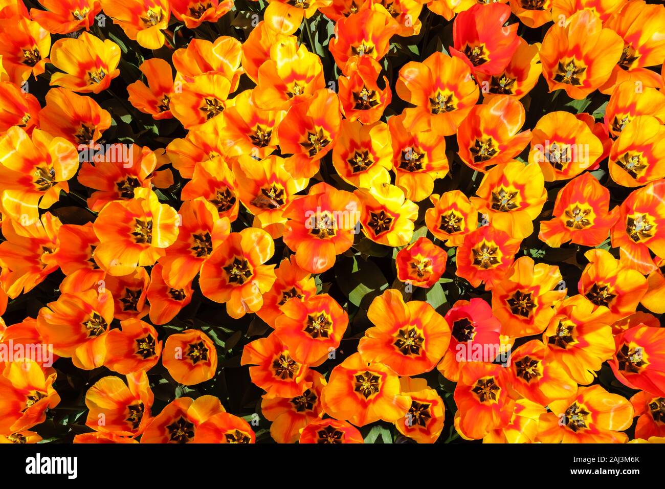 Open petals hi-res stock photography and images - Alamy