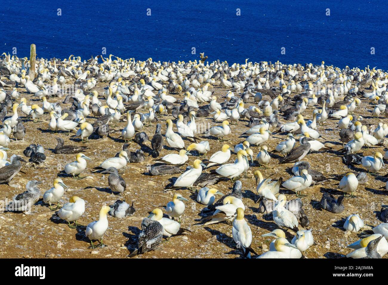 Bonaventure island and birds hi-res stock photography and images - Alamy