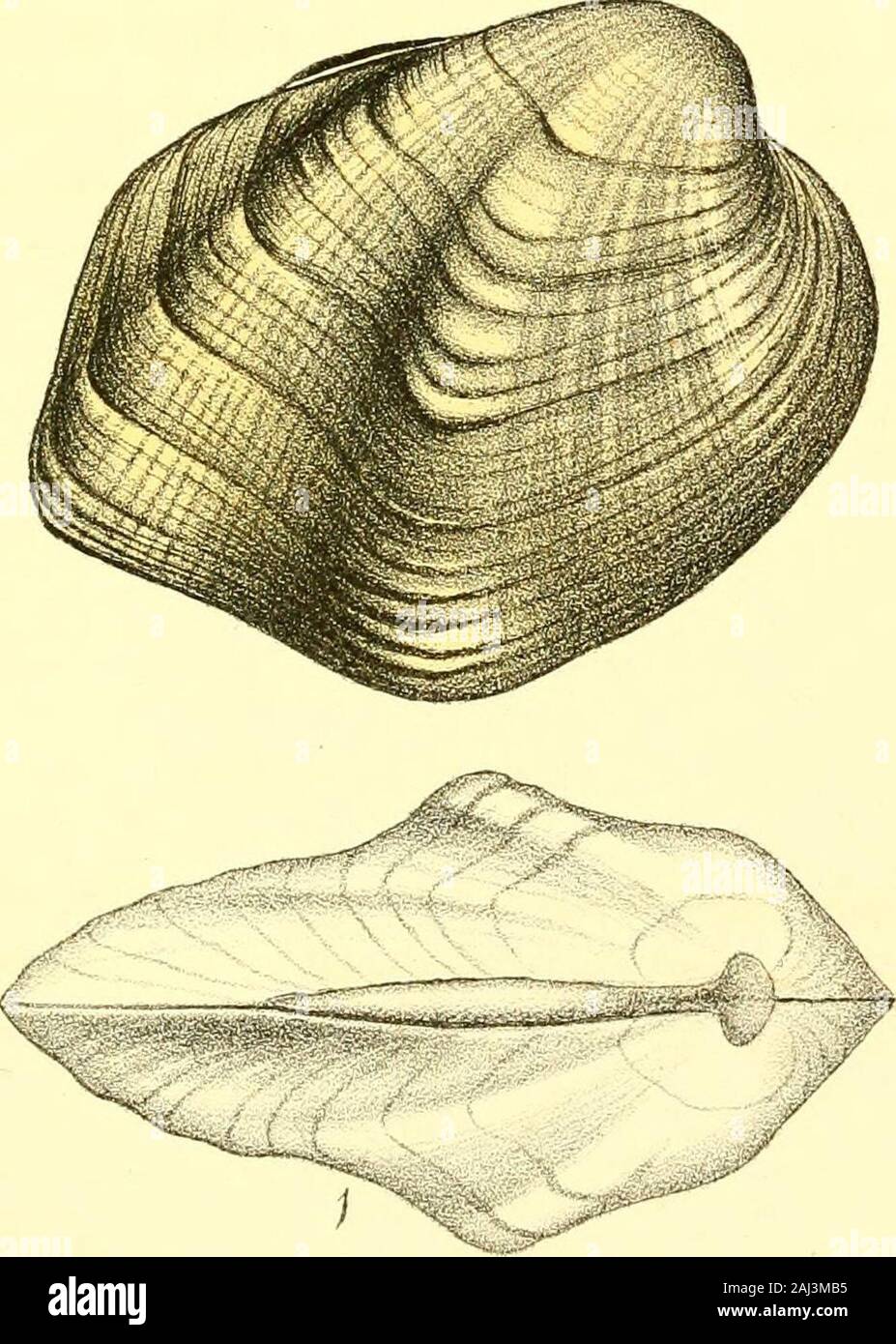 Lamarck shells hi-res stock photography and images - Alamy