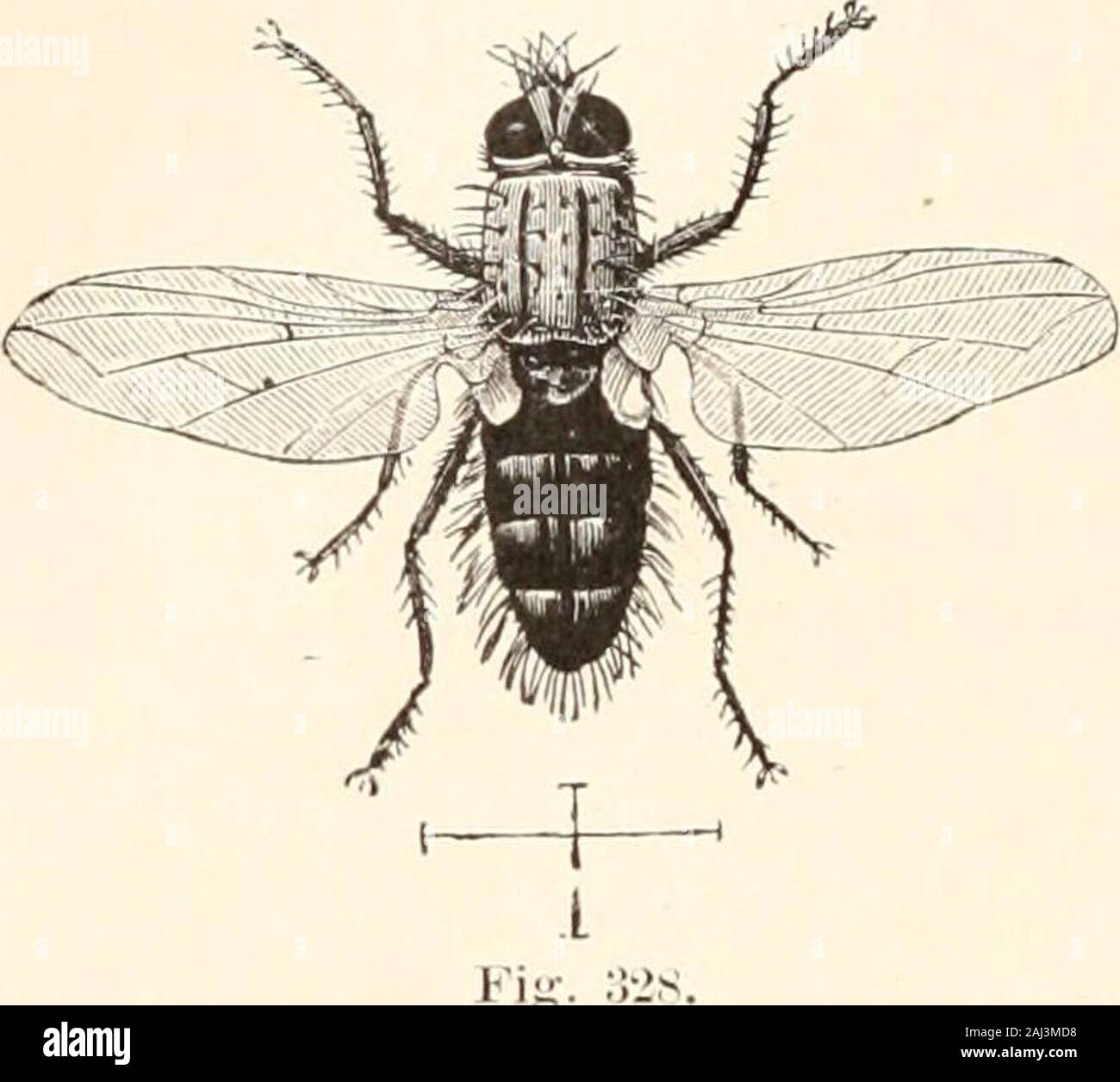 Painful insects hi-res stock photography and images - Alamy
