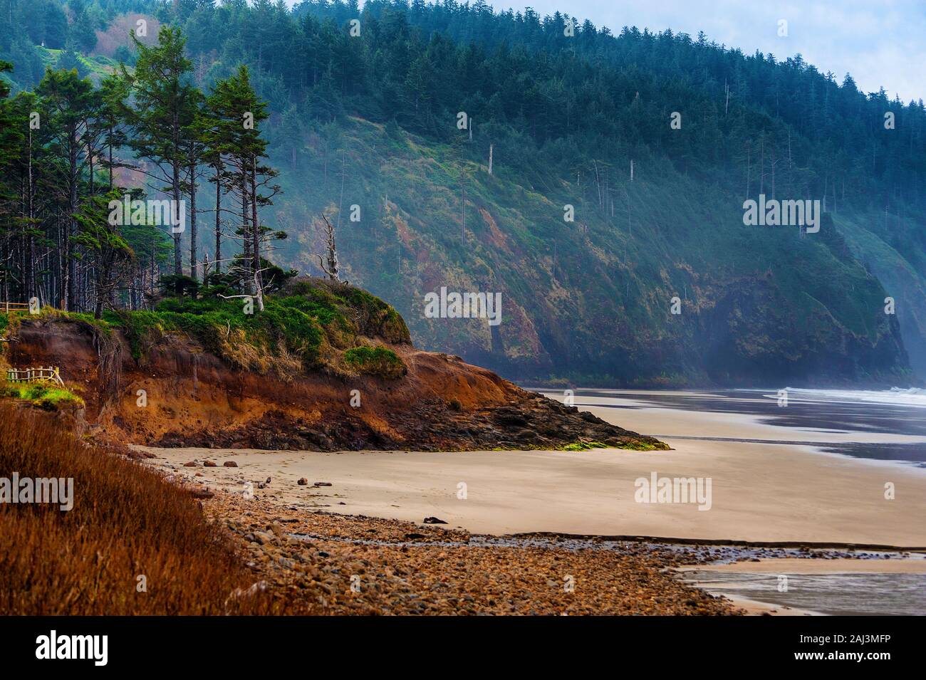 Oregon coast fog tree hi-res stock photography and images - Alamy