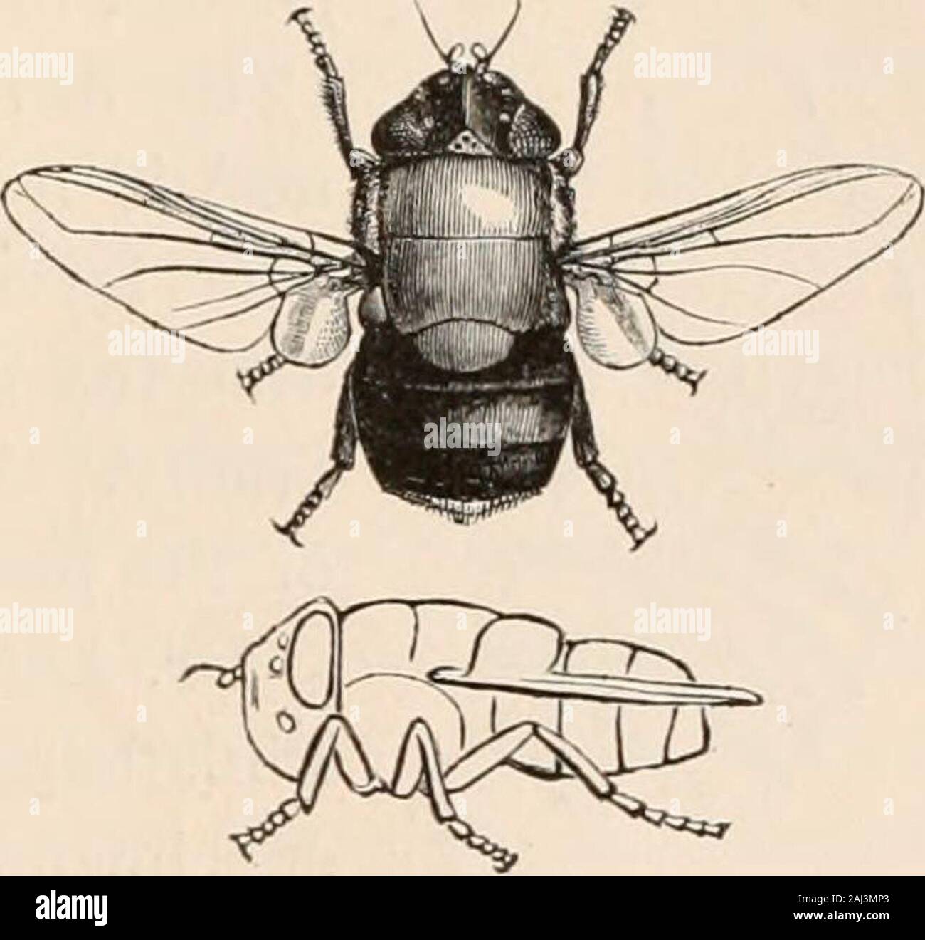 Nasal bot fly hi-res stock photography and images - Alamy