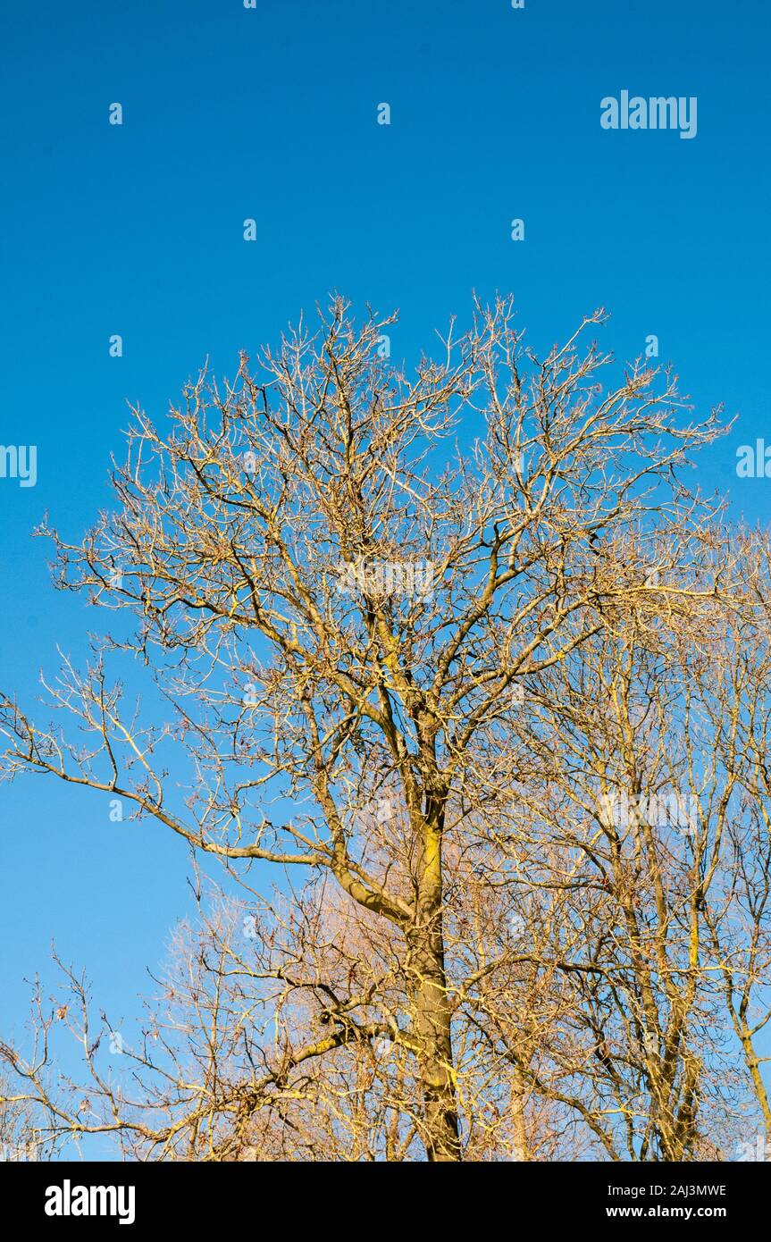 Bare trees in winter producing Skeletal branches against a blue sky ...