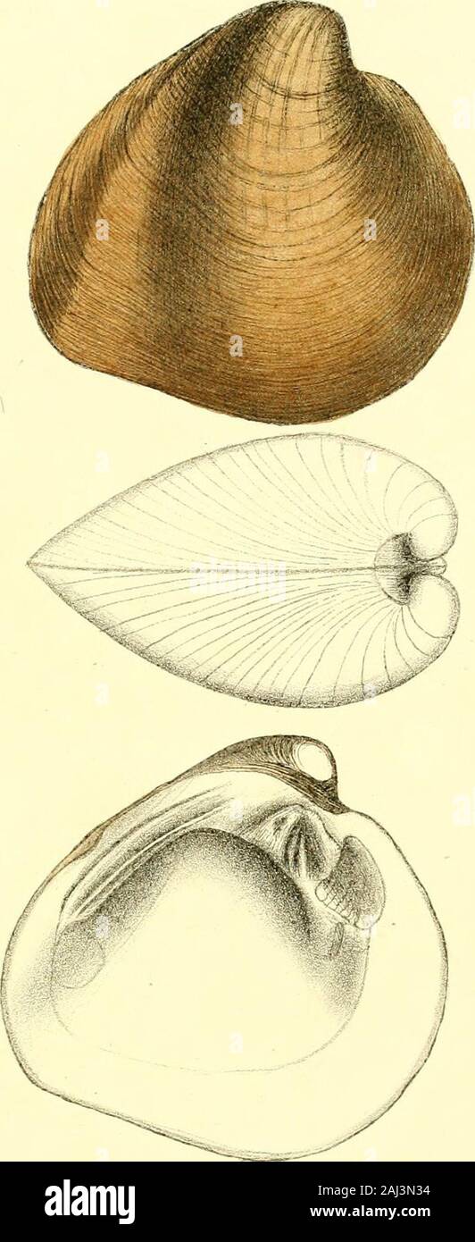 Prominent bivalve shell hi-res stock photography and images - Alamy