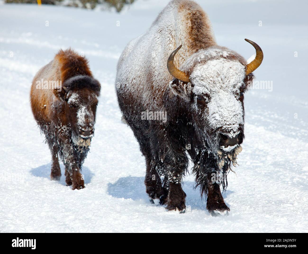 American Bison , Bison bison, at Yellowstone National Park, Wyoming ...