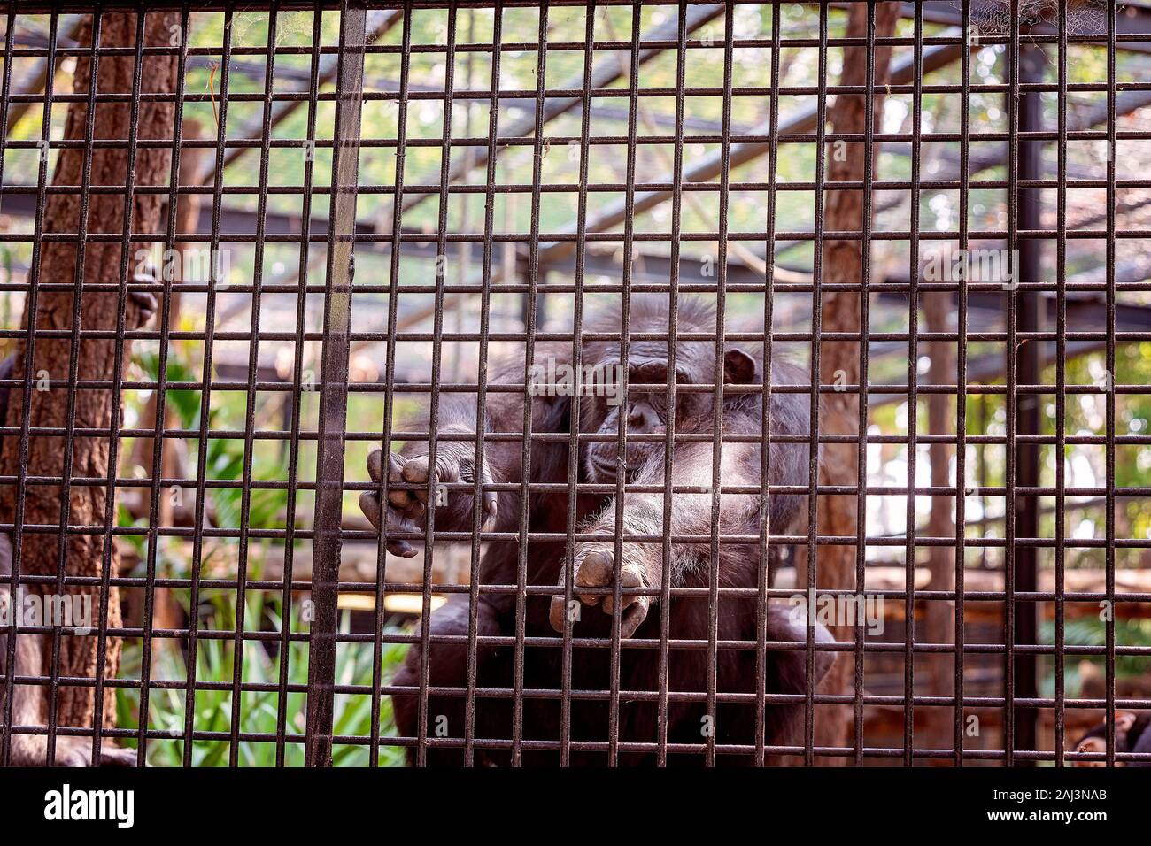 Chimpanzee in a cage, looking at the visiting tourists Stock Photo - Alamy