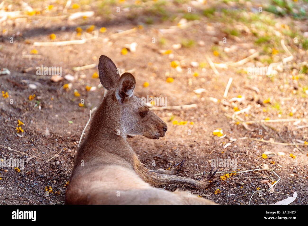 An Australian kangaroo resting in the shade on a hot summer day Stock ...