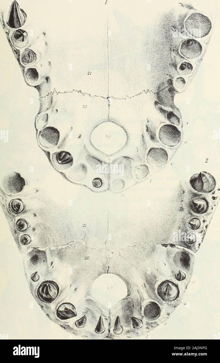 Monograph of the Palaeontographical Society . TAB. VIII. Fis. 1. Under ...