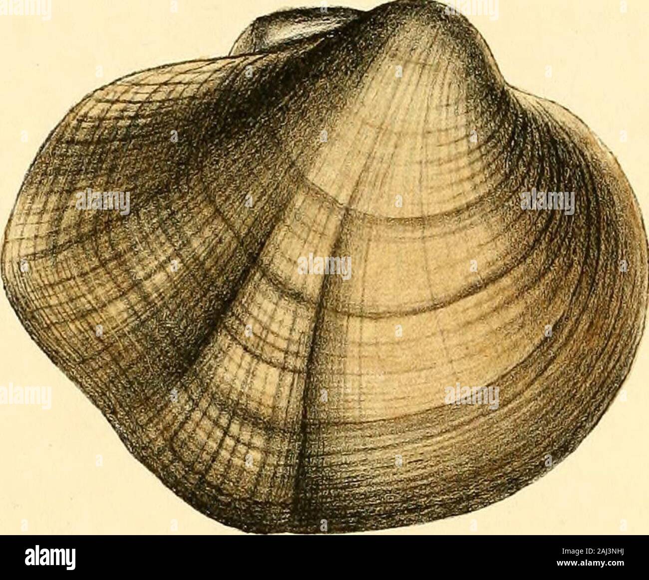 Monography of the family Unionidæ : or, Naiades of Lamarck (fresh water ...