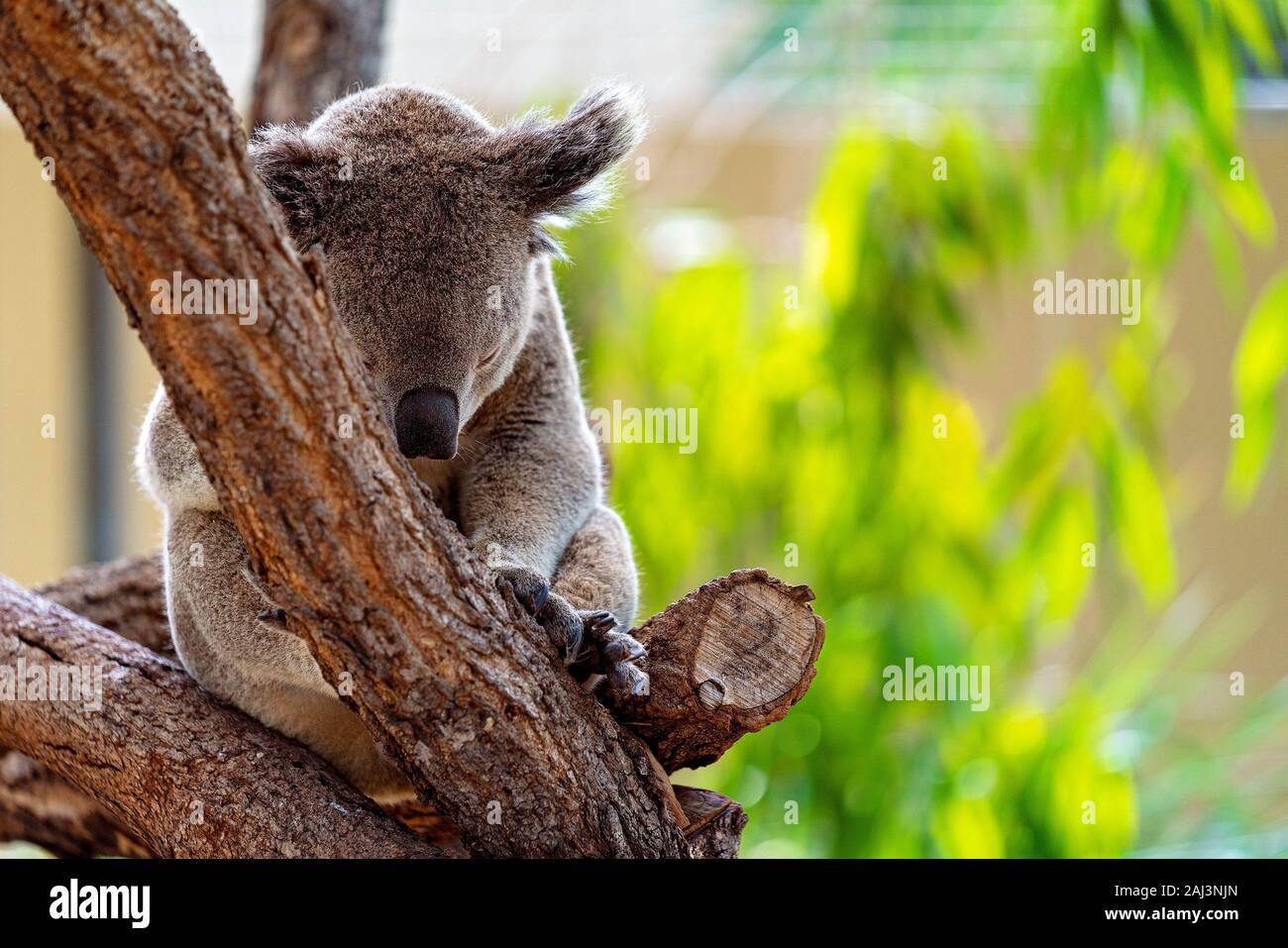 An Australian koala bear sleeping in the fork of a tree Stock Photo - Alamy