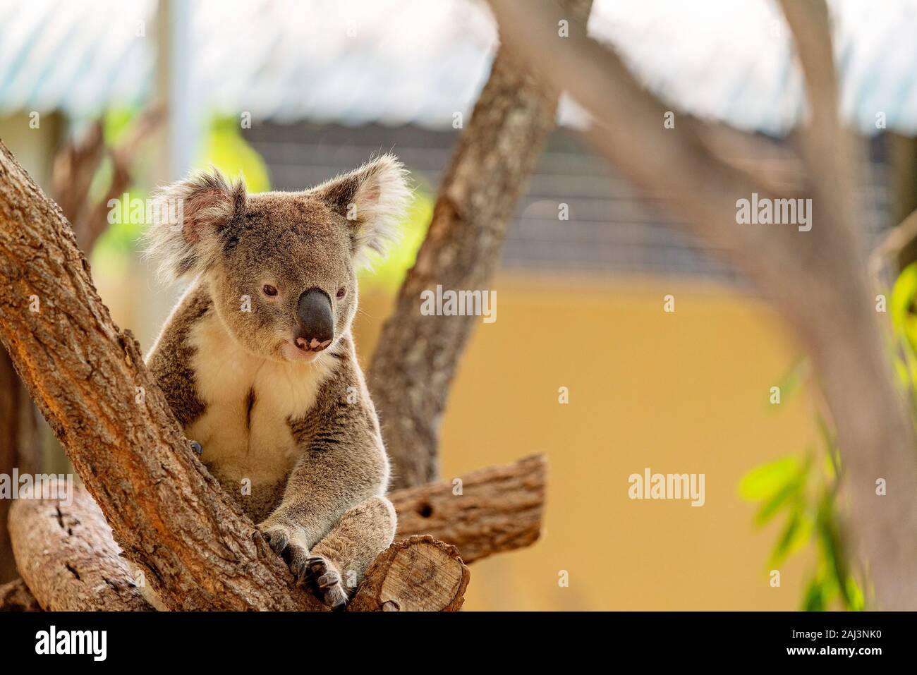 An Australian koala bear sleeping in the fork of a tree Stock Photo - Alamy