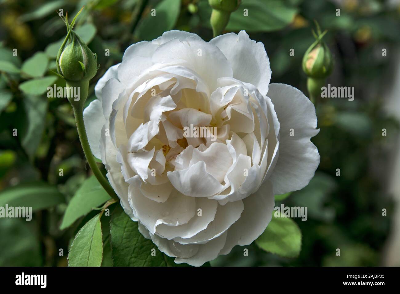 Beautiful white rose and bud that decorate the garden with its ...