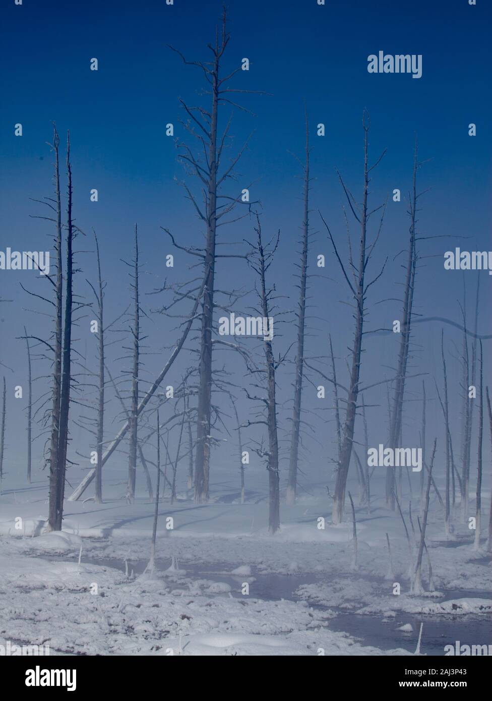 Thermal silica killing trees hi-res stock photography and images - Alamy