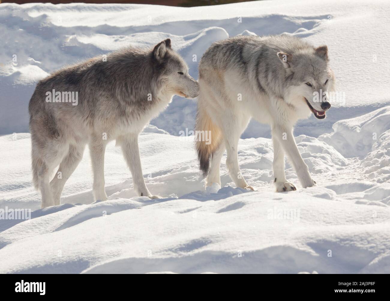 Grey wolves yellowstone hi-res stock photography and images - Alamy