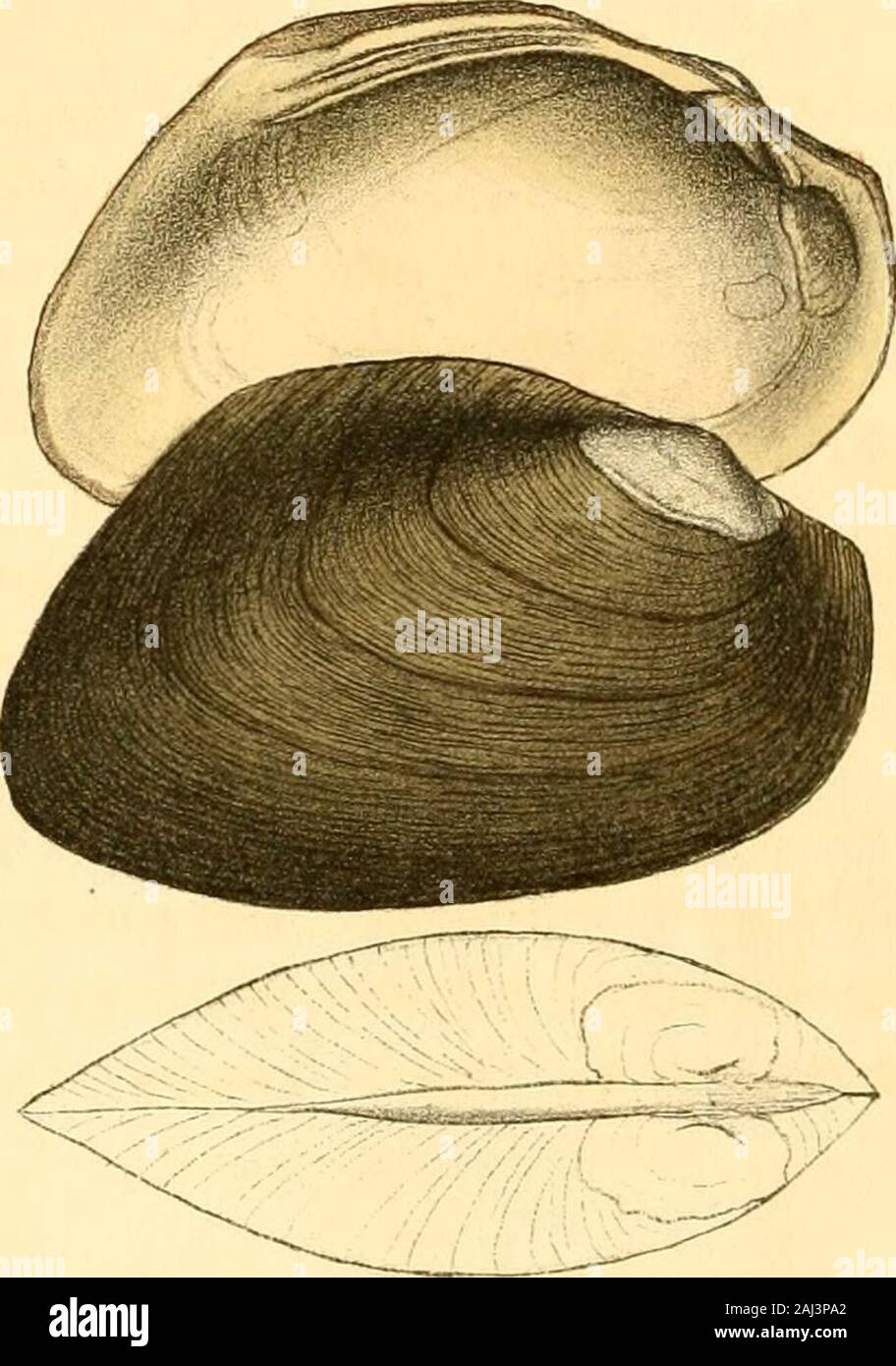 Monography of the family Unionidæ : or, Naiades of Lamarck (fresh water ...