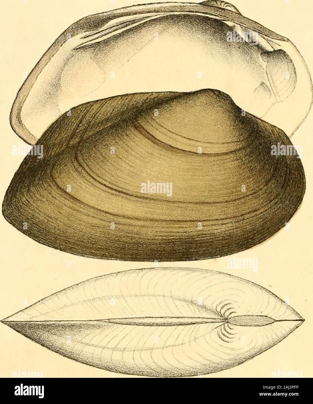 Monography of the family Unionidæ : or, Naiades of Lamarck (fresh water ...