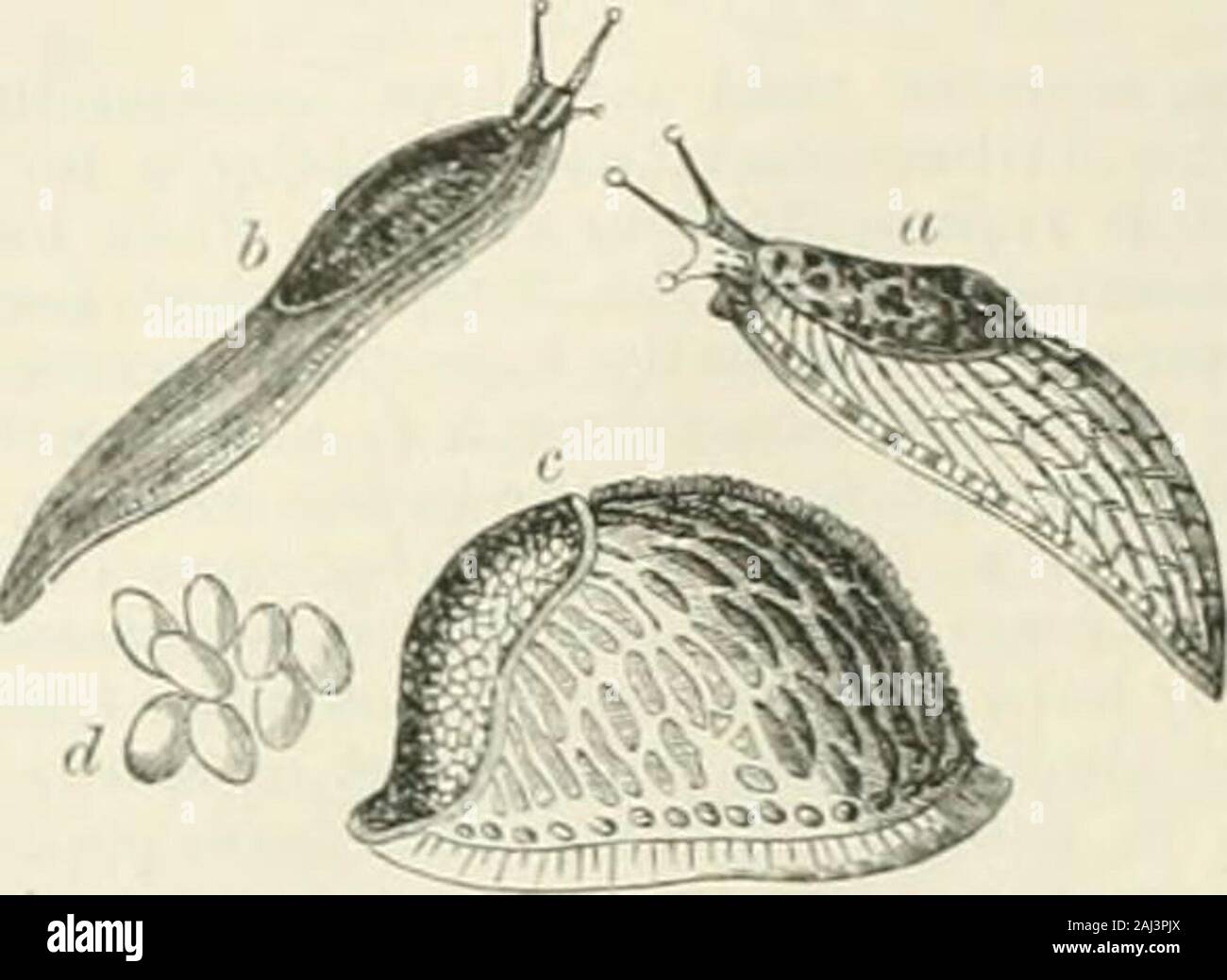 Slug underground hi-res stock photography and images - Alamy