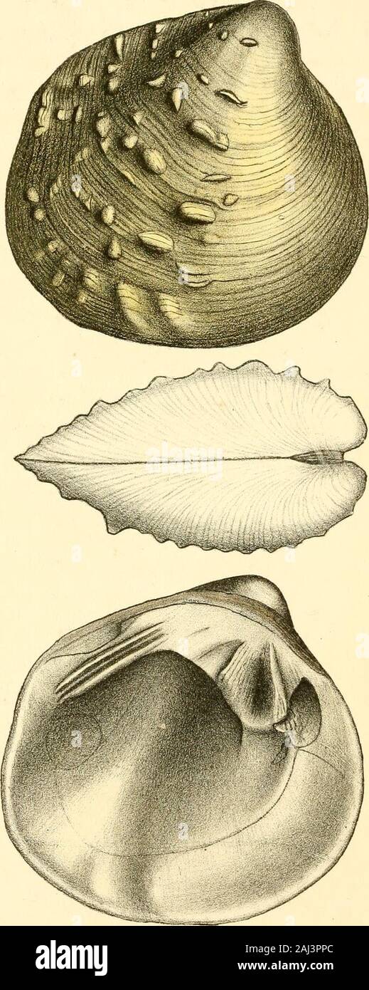 Ulatu hi-res stock photography and images - Alamy